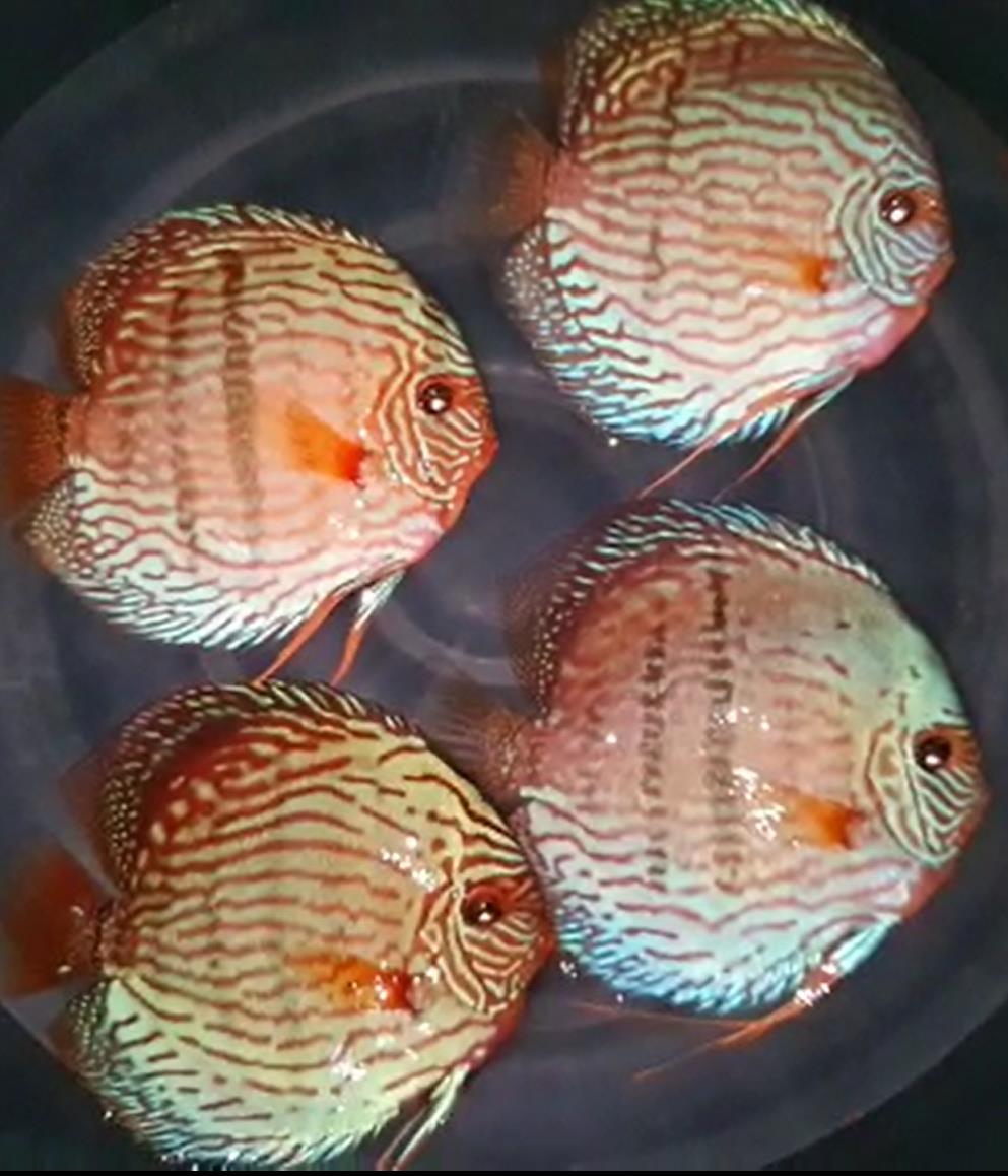 Color Fish - OzDiscus