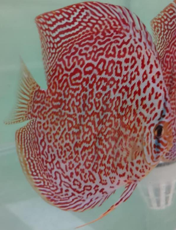 Ip Discus – OzDiscus