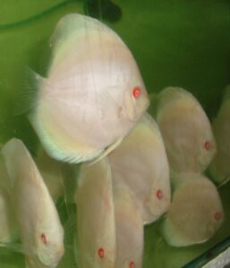 Discus Farms – OzDiscus