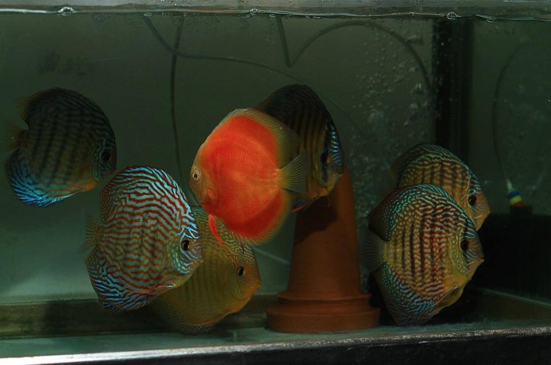 P&YDiscusFarm - OzDiscus