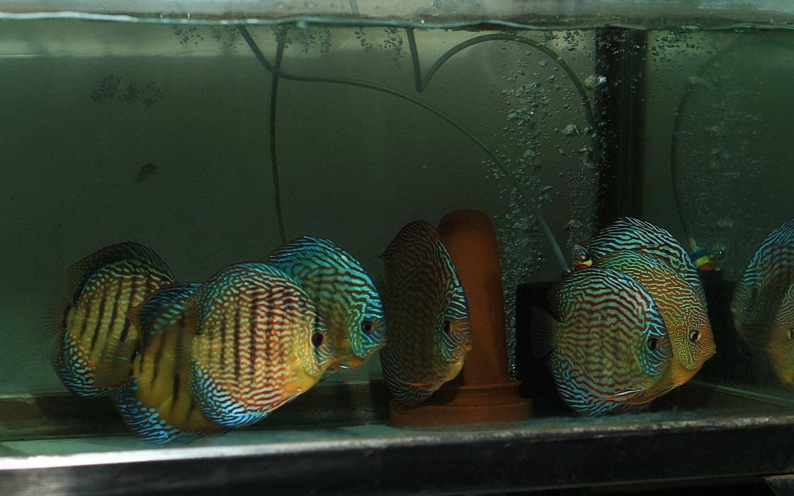 P&YDiscusFarm - OzDiscus