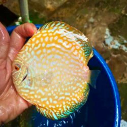 Ip Discus – OzDiscus