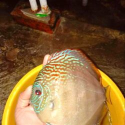 Ip Discus – OzDiscus