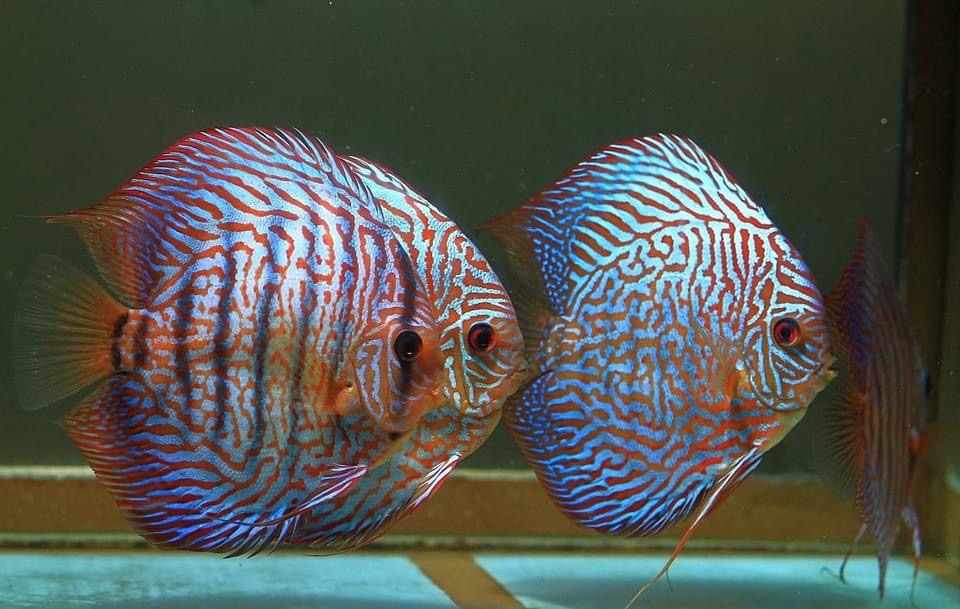 Tiger Turquoise 13/14cm BO – OzDiscus