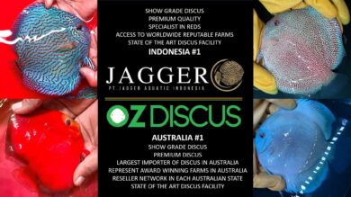 Jagger Discus - OzDiscus