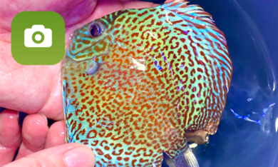 Discus Fish Diseases and Treatment: How to Tell If Your Discus Is Sick ...