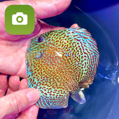 Fish Worms? Here's How to Deworm Discus Fish, Safely & Effectively ...