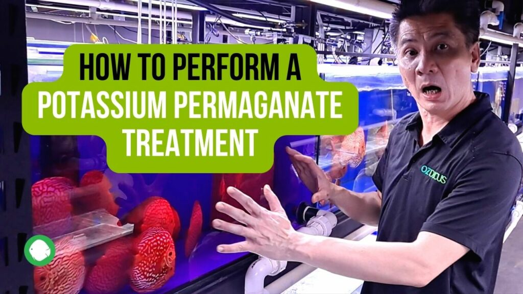 Learn About Discus - OzDiscus