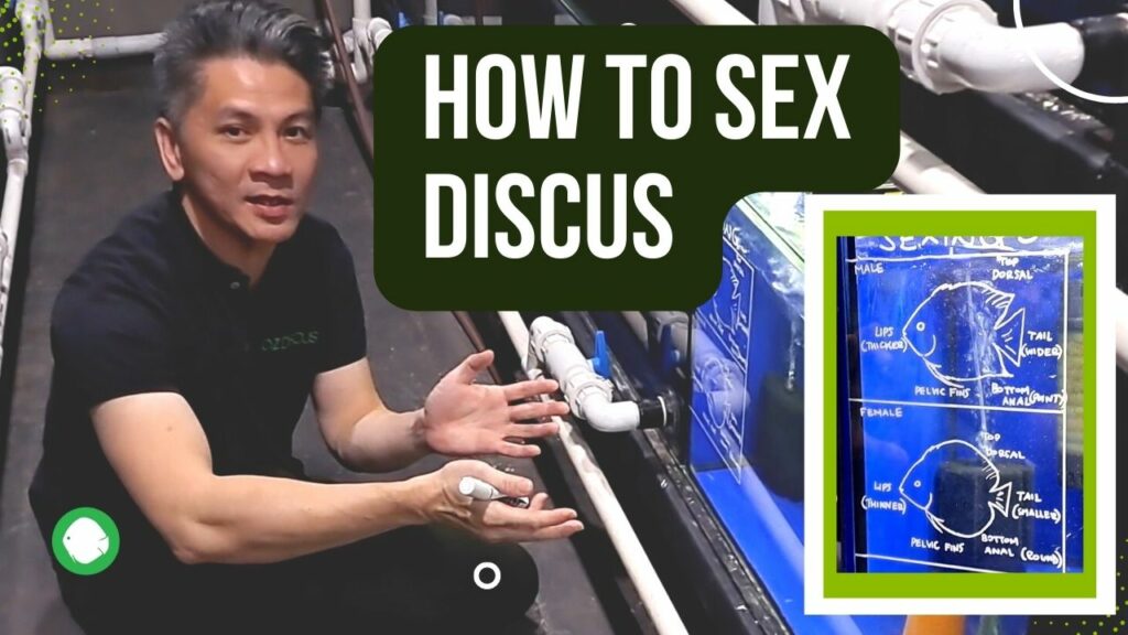 Learn About Discus - OzDiscus