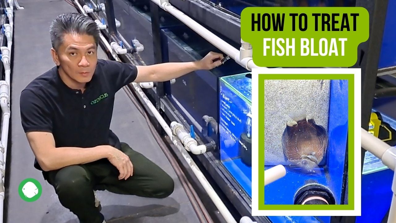 Learn About Discus - OzDiscus