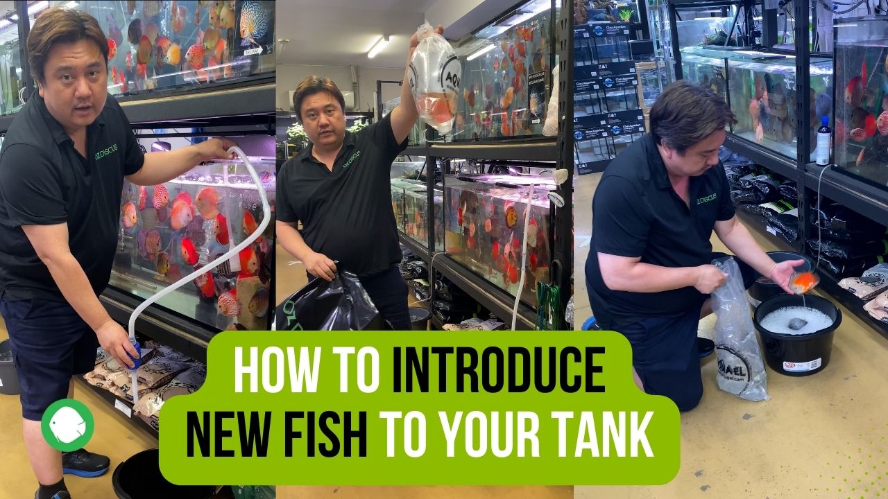 Learn About Discus - OzDiscus