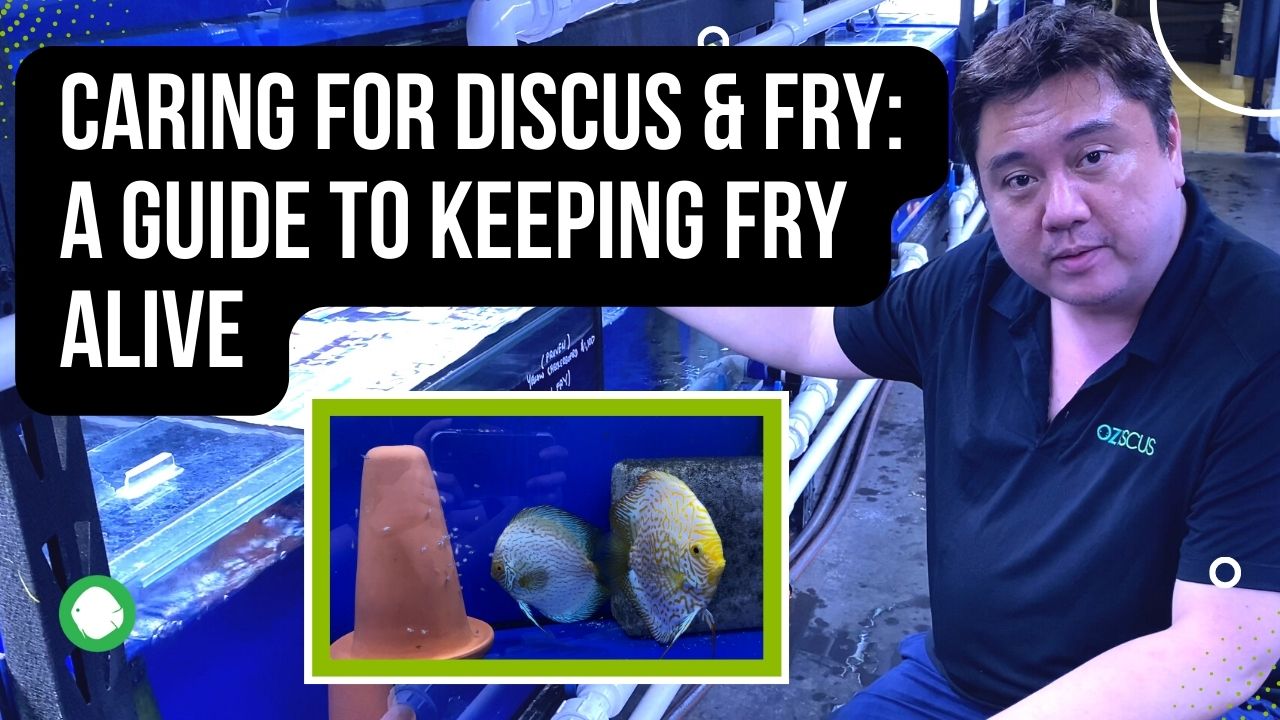 Learn About Discus - OzDiscus