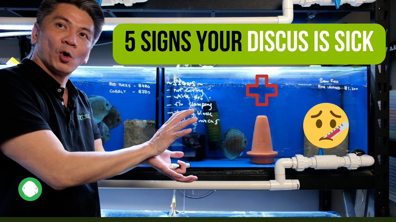 Learn About Discus - OzDiscus