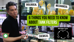 Learn About Discus - OzDiscus