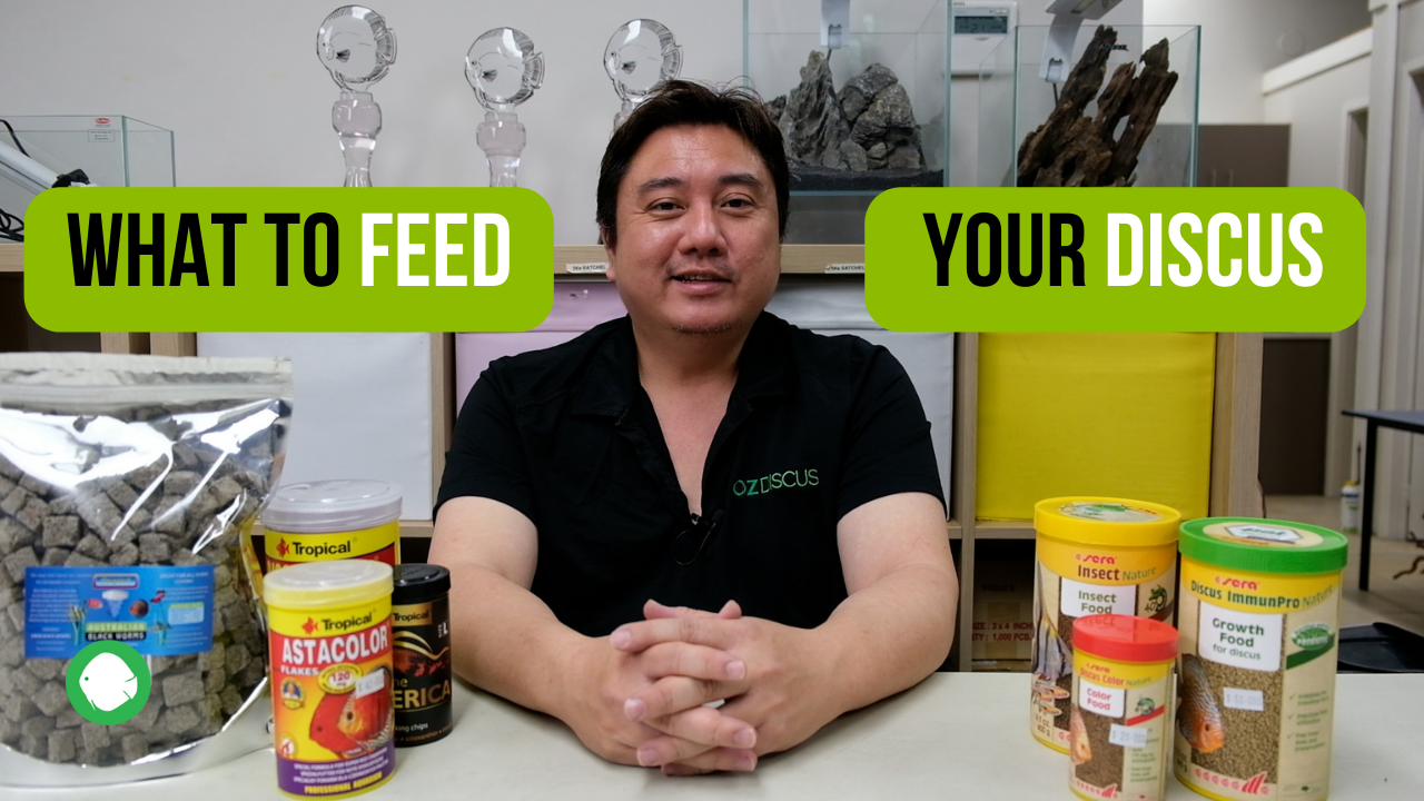 Learn About Discus - OzDiscus