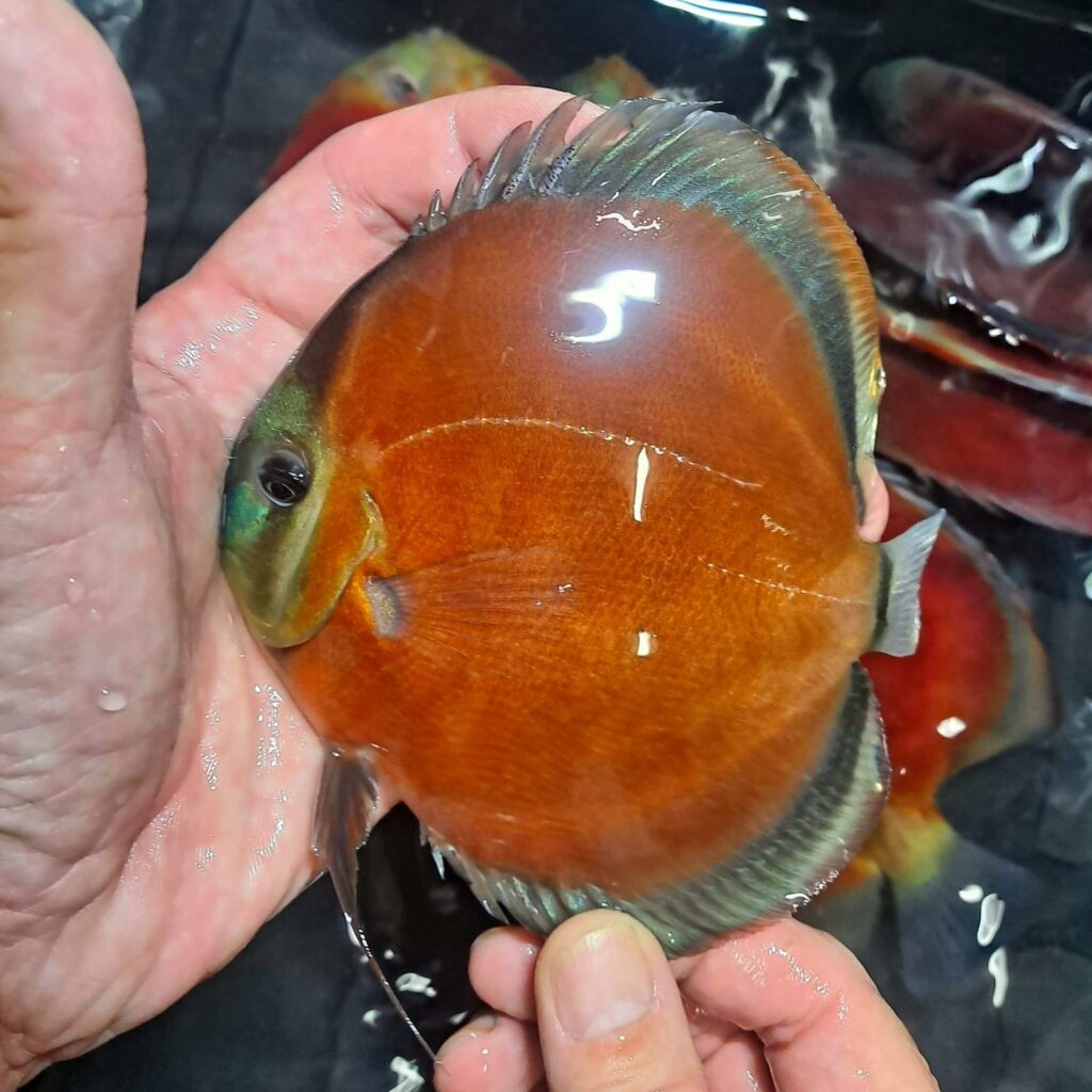 Discus Fish - Red Cover Blue Rim Discus 11/12 cm BO - OzDiscus