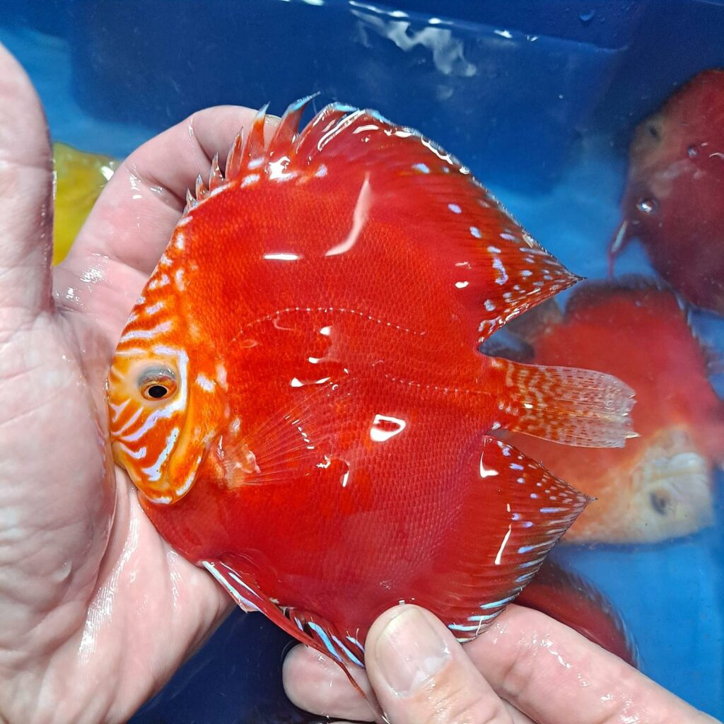 HB Red Stardust 10/11cm BO - OzDiscus