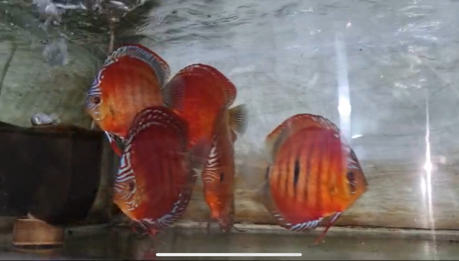 Super Red Alenquer 10/11cm BO - OzDiscus