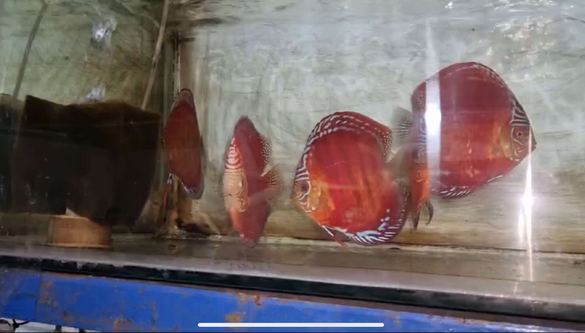 Super Red Alenquer 10/11cm BO - OzDiscus