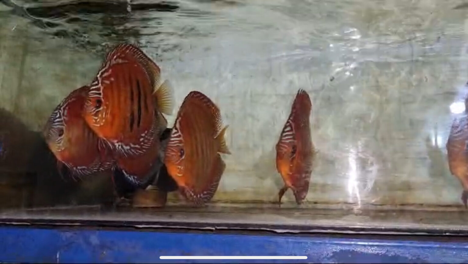 Super Red Alenquer 10/11cm BO - OzDiscus