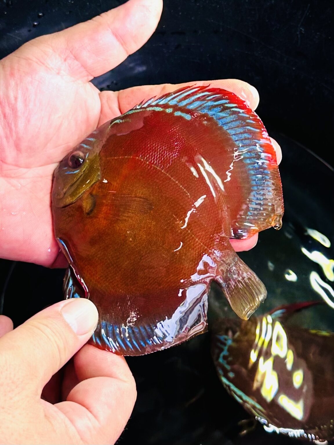 Discus Farms - OzDiscus