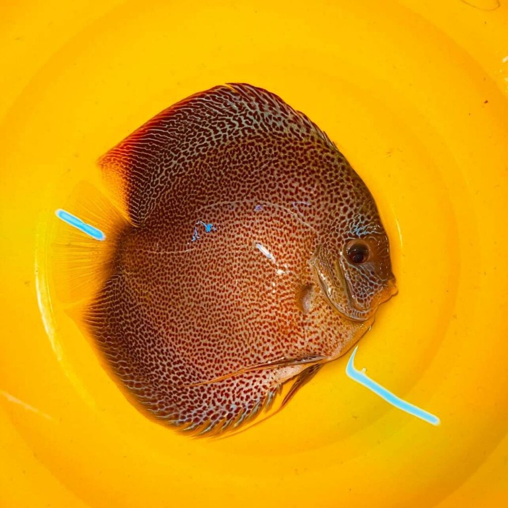 Full Faced Red Ruby Spider 13cm BO - OzDiscus