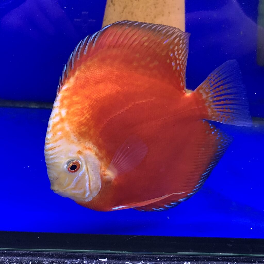 Red Stardust Pair - OzDiscus