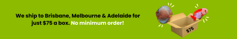 Shop Live Fish For Sale - OzDiscus