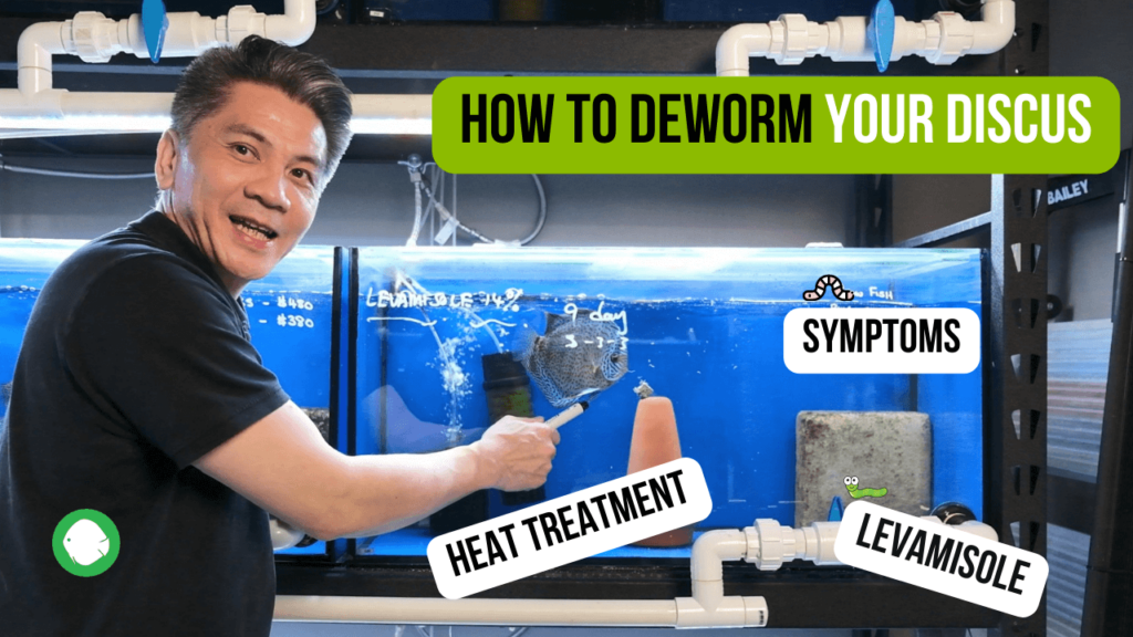 Learn About Discus - OzDiscus