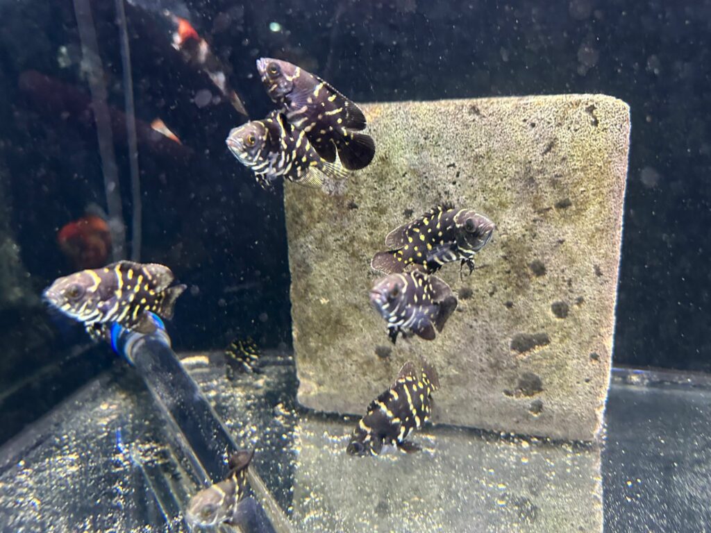 Wild Bumblebee Oscar 4-6cm BO - OzDiscus