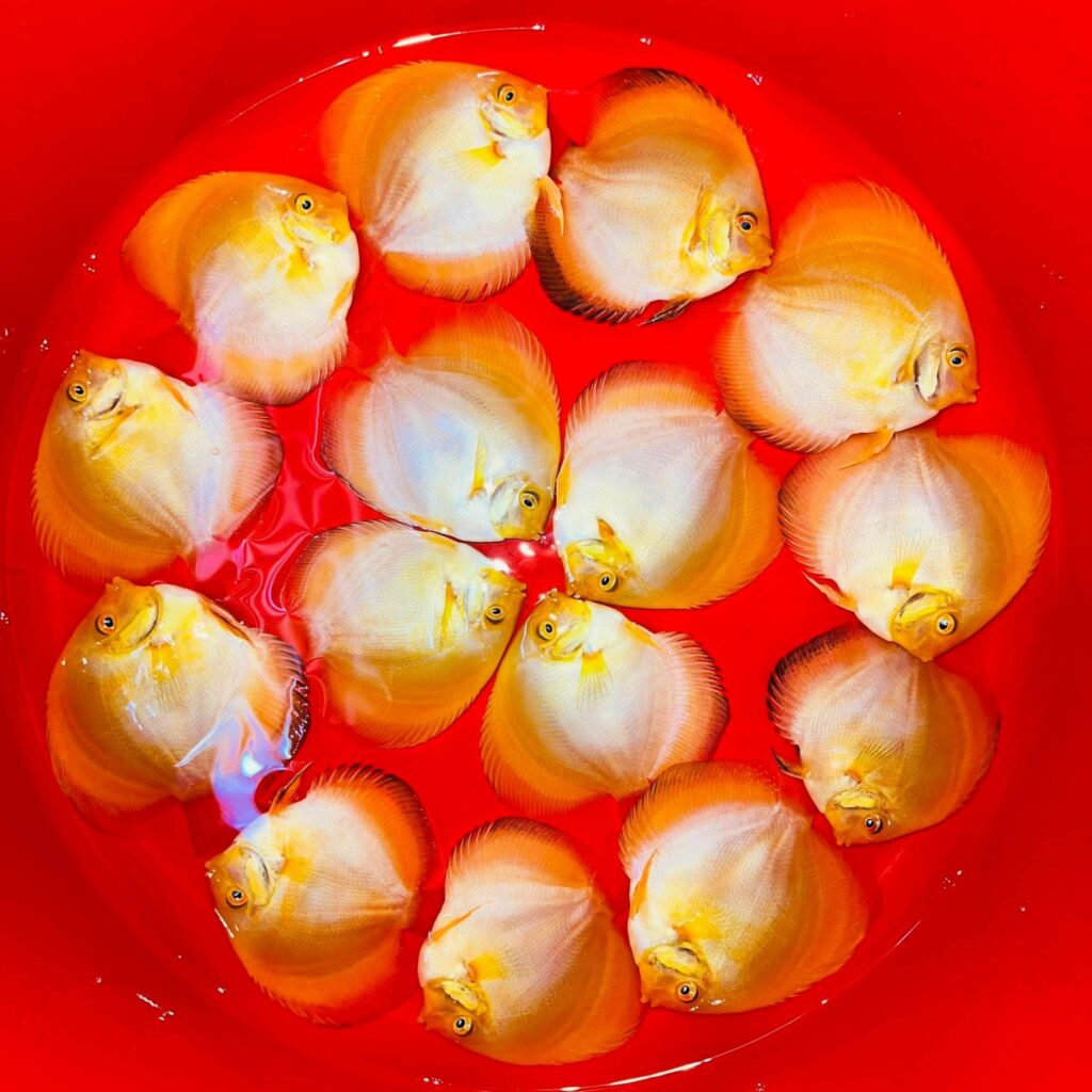 Discus Farms - OzDiscus