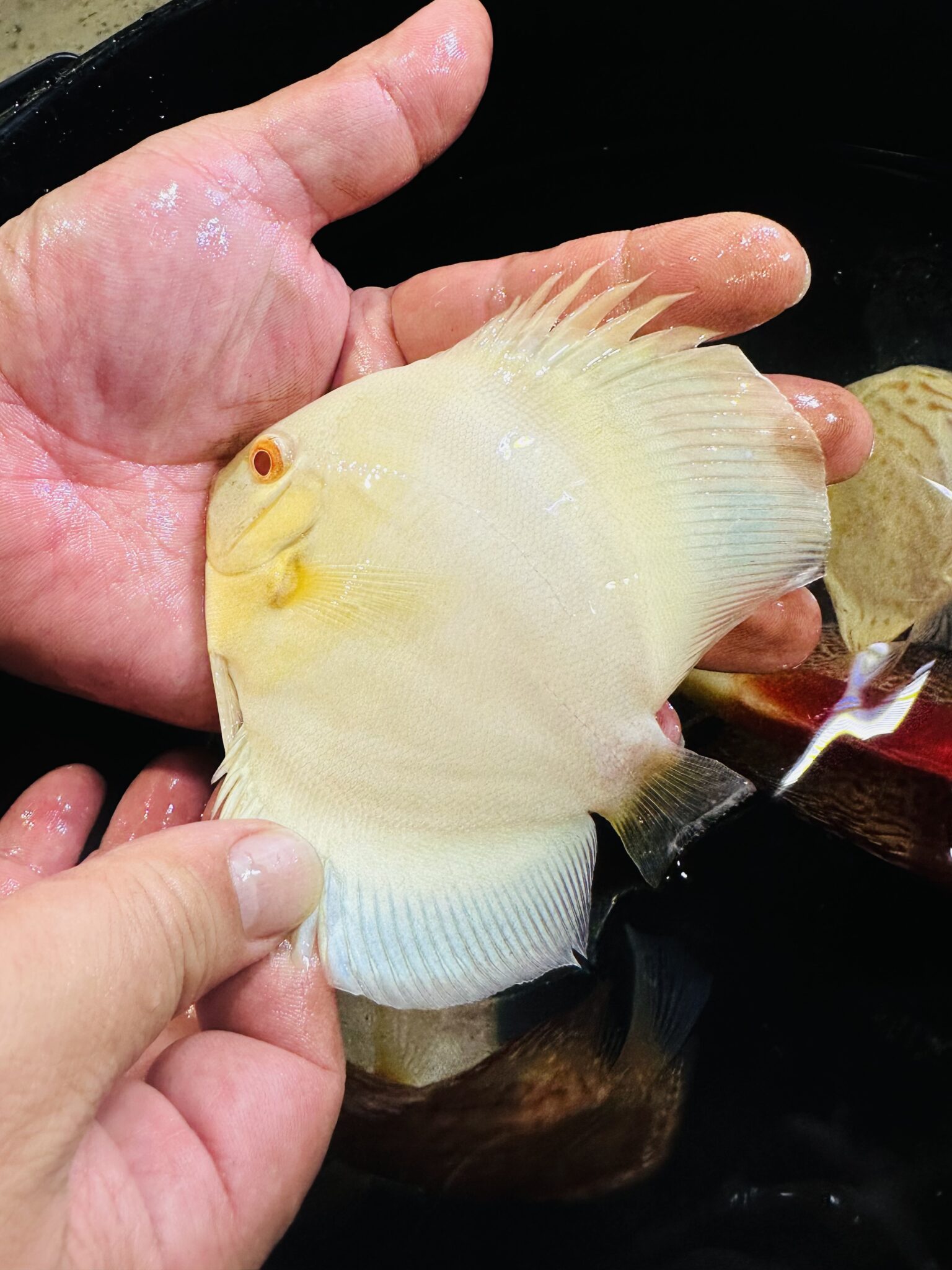 Albino Platinum 8/9cm BO