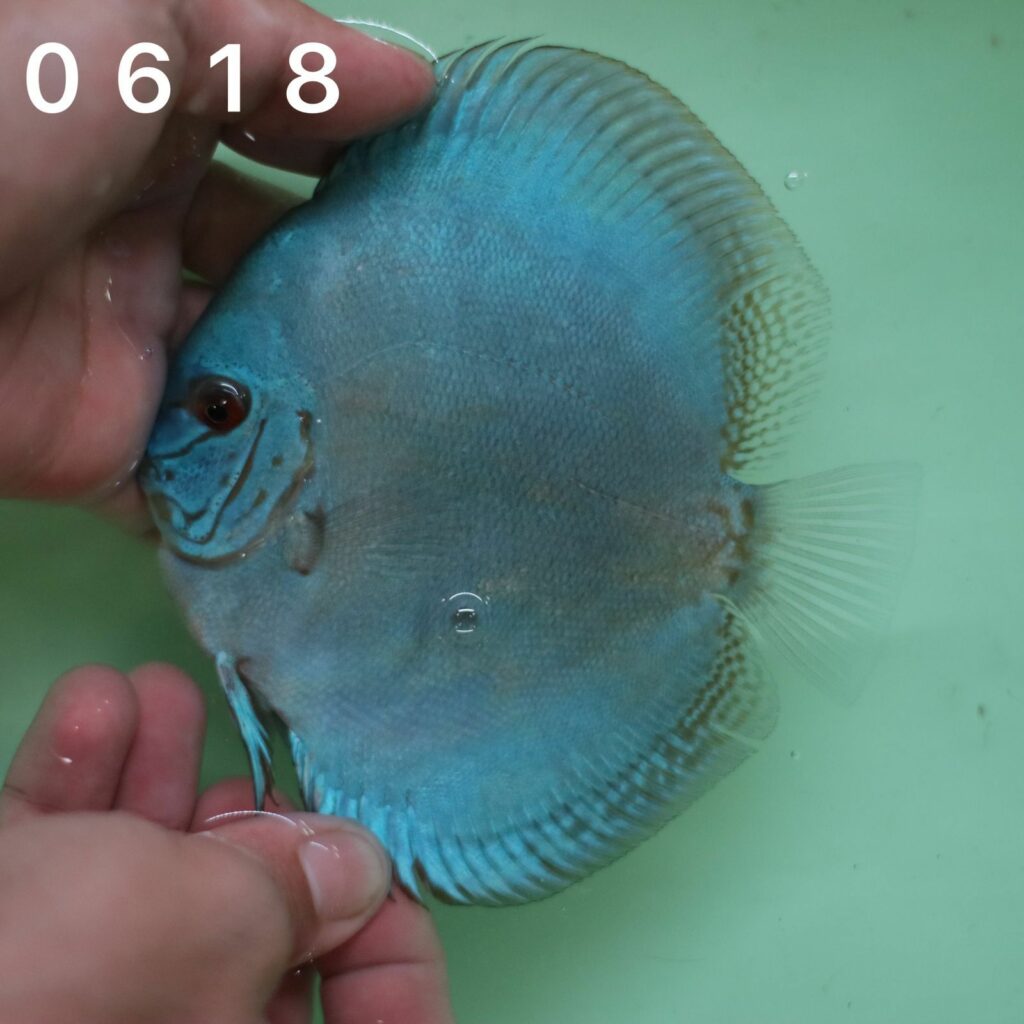 Discus Fish - Reflection D’Cobalt Discus 10–11 cm BO - OzDiscus
