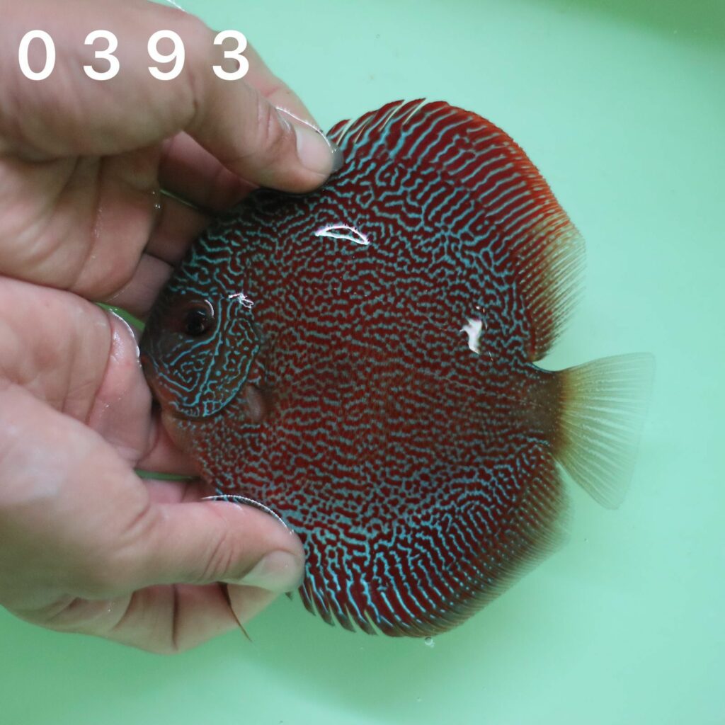 LSS 11/12cm BO - OzDiscus