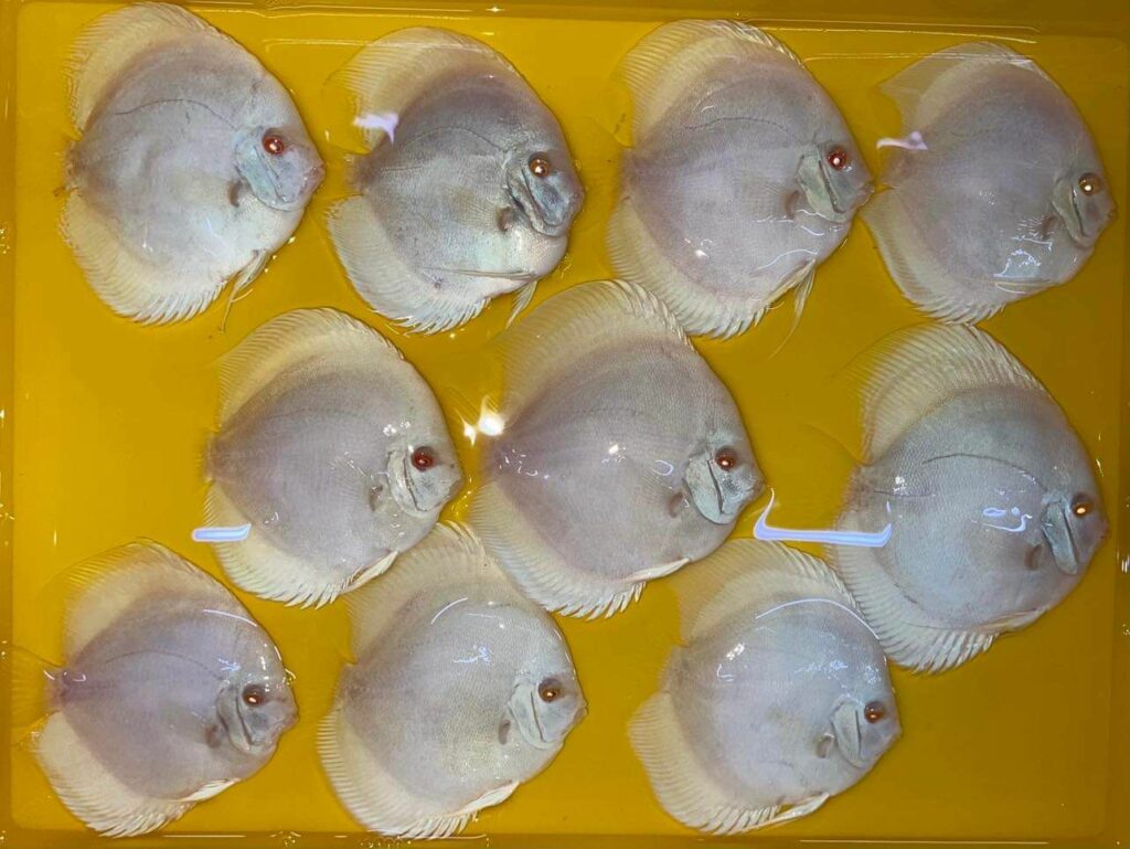 Discus Farms - OzDiscus