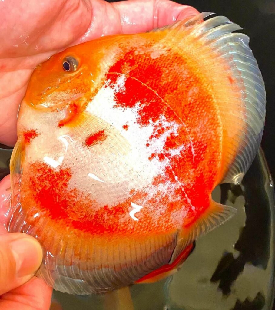 Red Devil Calico 11cm BO - OzDiscus