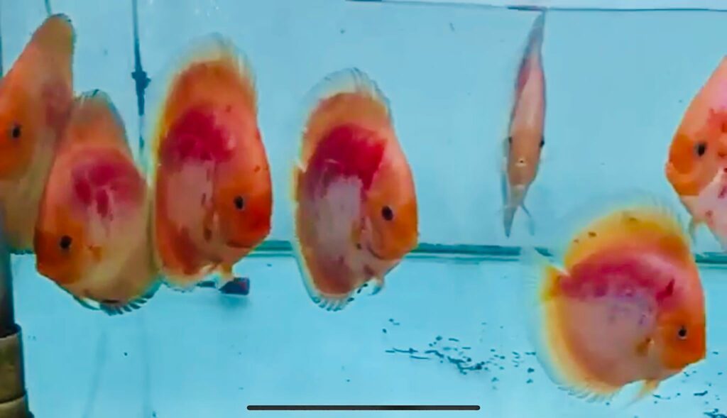 Red Devil Calico 11cm BO - OzDiscus