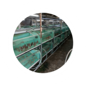 Discus Farms - OzDiscus