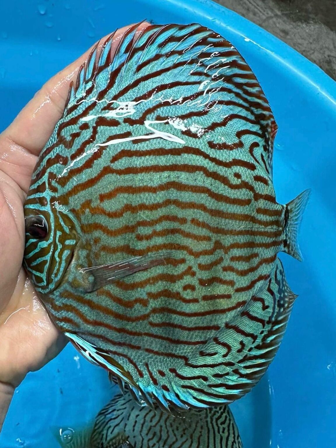 Altum Flora 13/14cm BO - OzDiscus