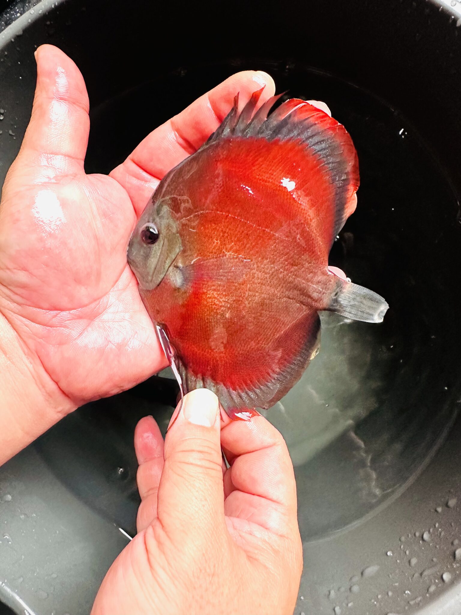 Red San Merah 11/12cm BO - OzDiscus