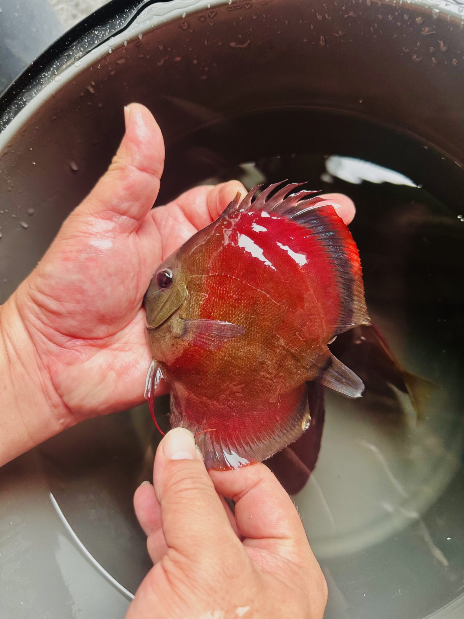 Red San Merah 11/12cm BO - OzDiscus