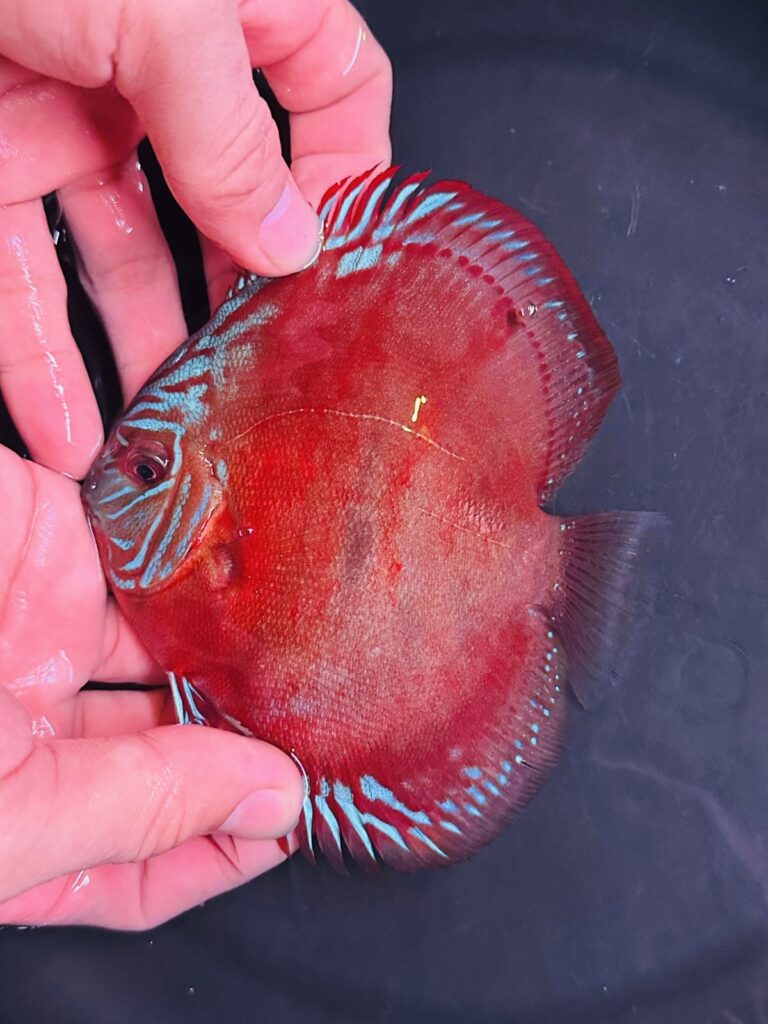 Discus Farms - OzDiscus