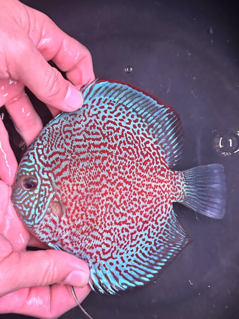 Discus Farms - OzDiscus