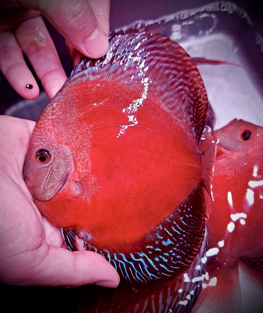 Stardust 12/13cm BO (Snow Genetic) - OzDiscus