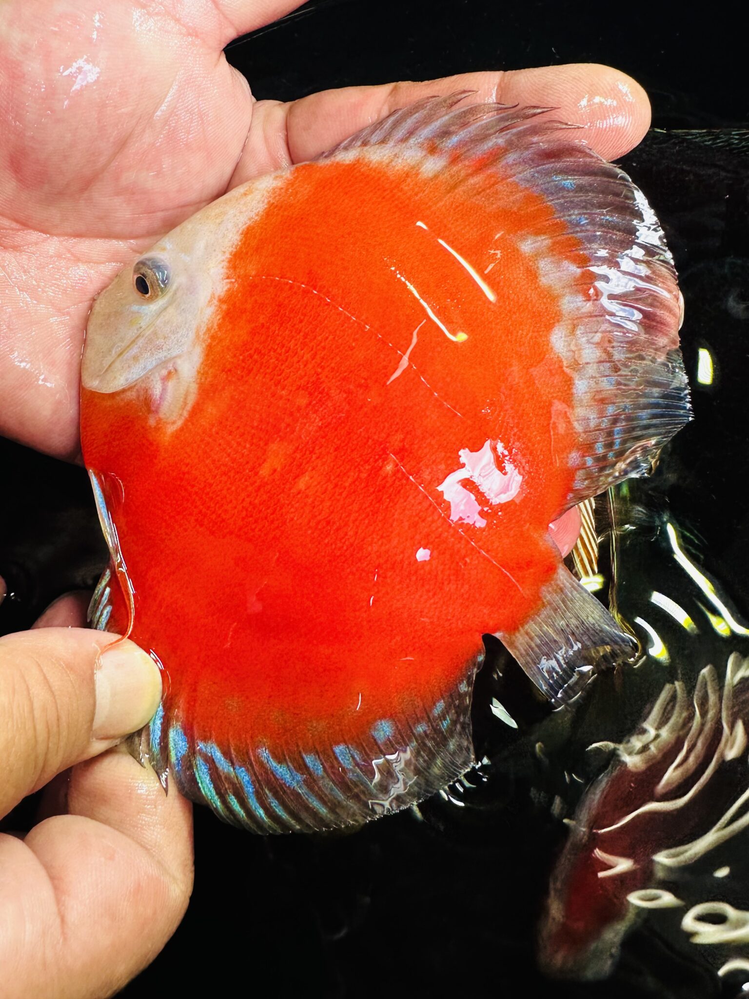 Discus Farms - OzDiscus