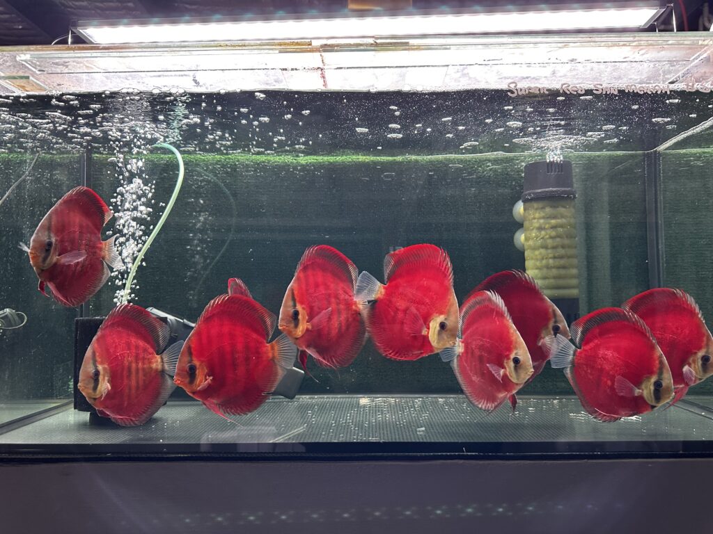 Super Red San Merah black rim 11/12cm BO - OzDiscus