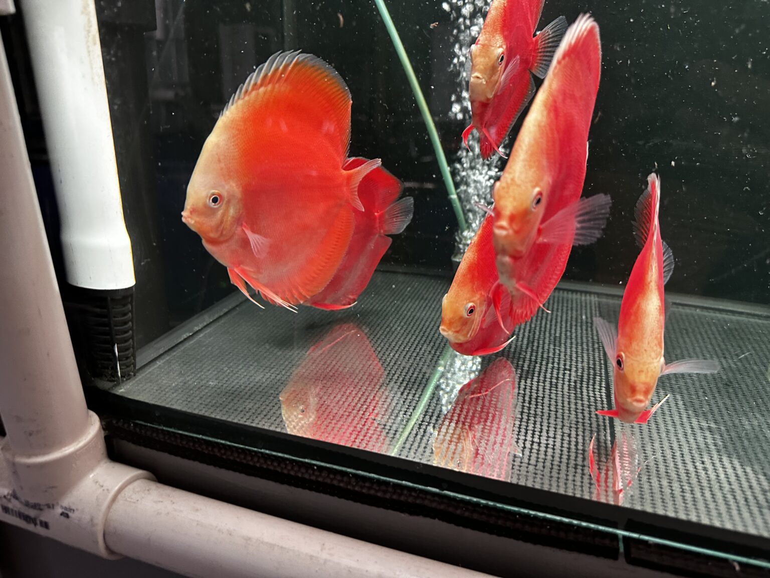 Super Red Valentines 10cm BO - OzDiscus