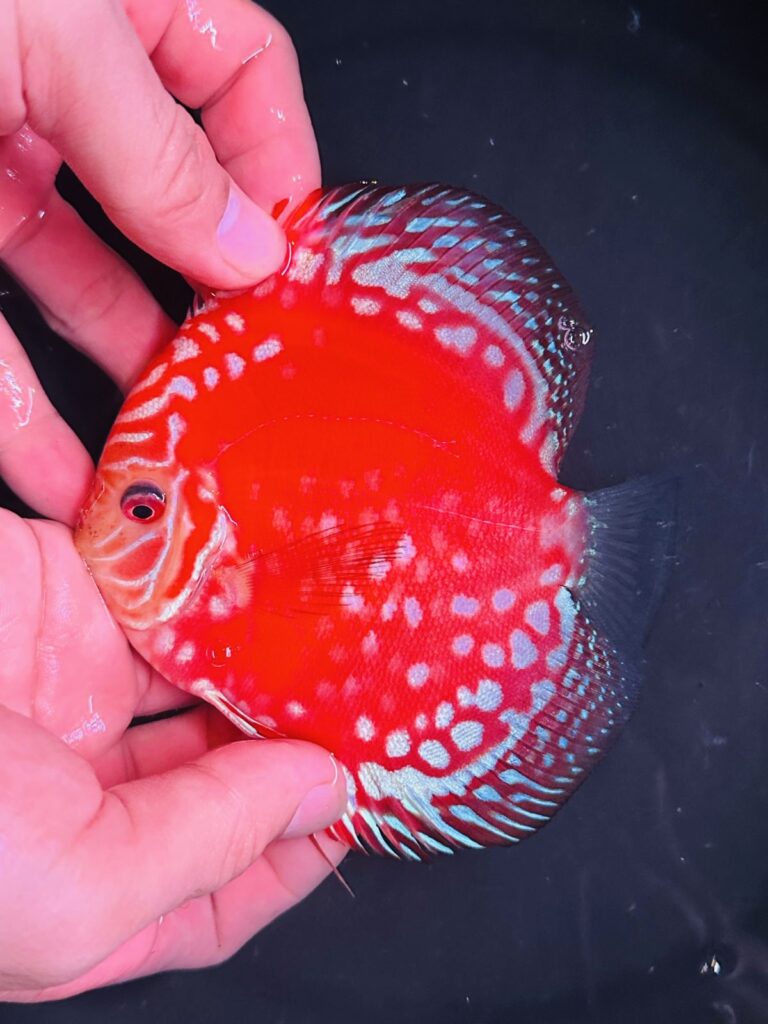 Red Rafflesia 11/12cm BO bundle of 5 - OzDiscus