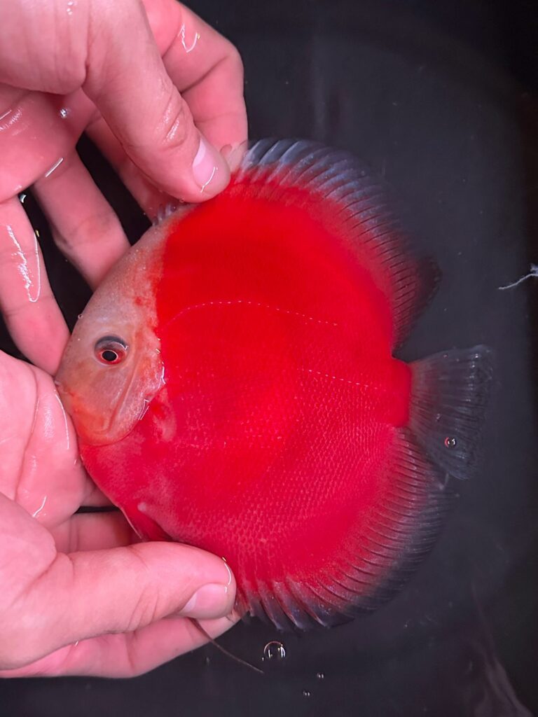 Discus Farms - OzDiscus