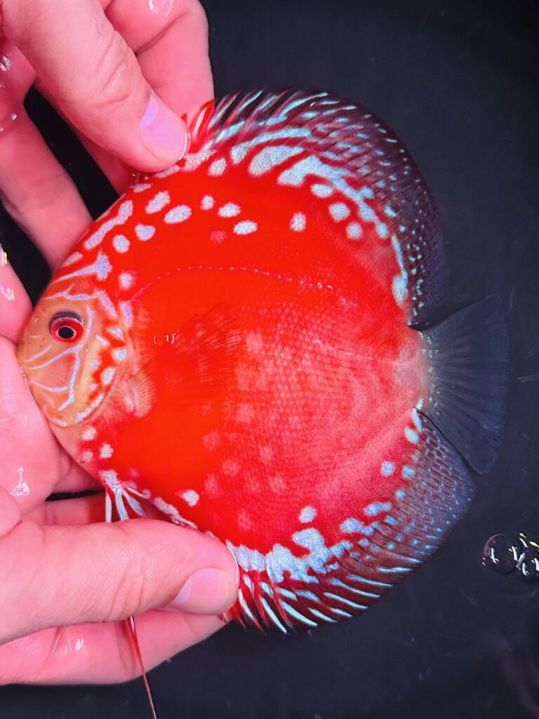 Red Rafflesia 11/12cm BO bundle of 5 - OzDiscus